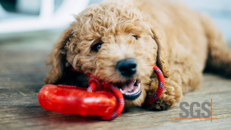 SGS Pet Care Program Seminar | Event – HSBC Business Go