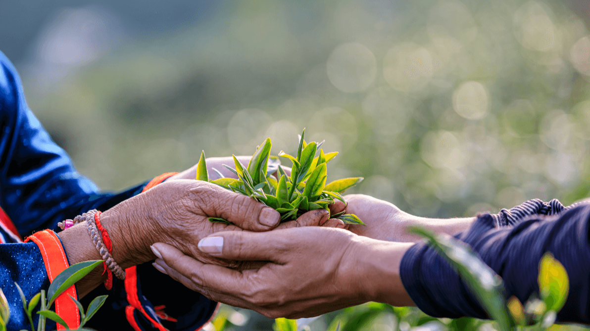 Malaysia's National Energy Transition Roadmap | Article – HSBC Business Go